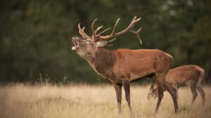 Bramito del cervo: ascolto, destinazioni e curiosità